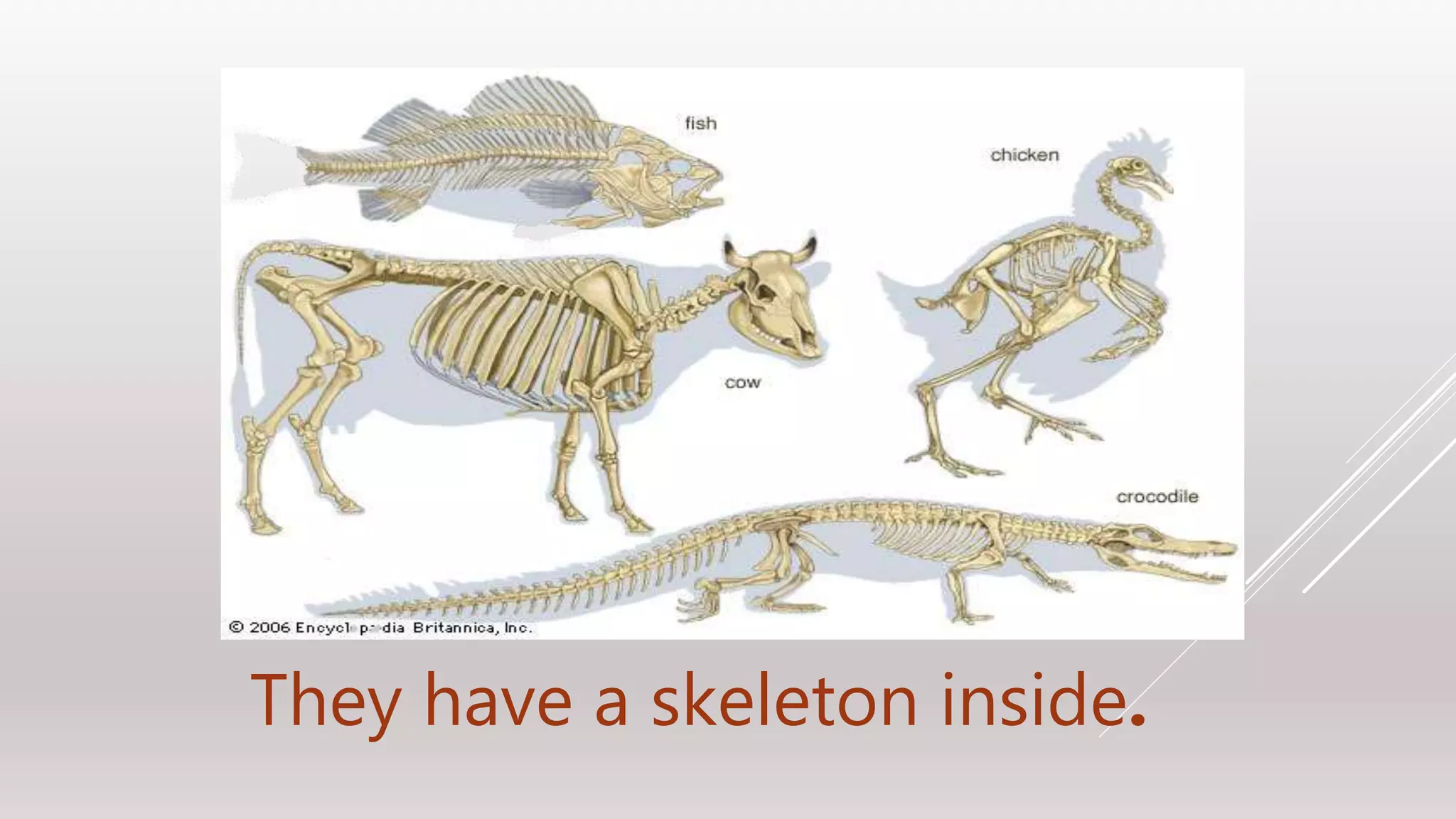 Ns3 unit 2 vertebrates and invertebrates 20 21 | PPTX