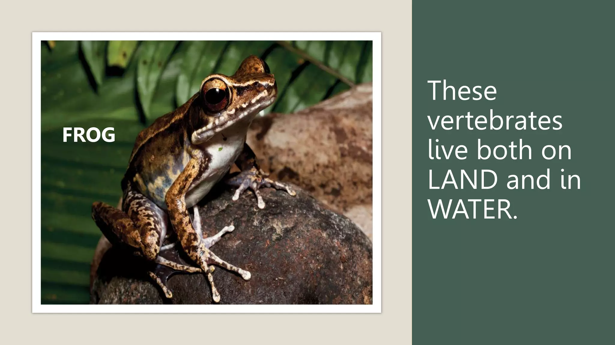 NS3 Unit 3 Amphibians.pptx