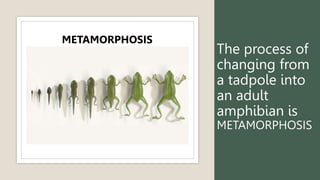 NS3 Unit 3 Amphibians.pptx