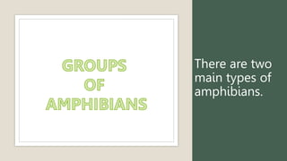 NS3 Unit 3 Amphibians.pptx