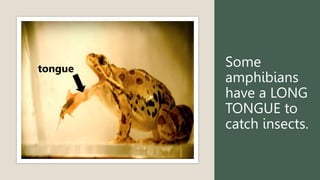 NS3 Unit 3 Amphibians.pptx