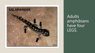 NS3 Unit 3 Amphibians.pptx