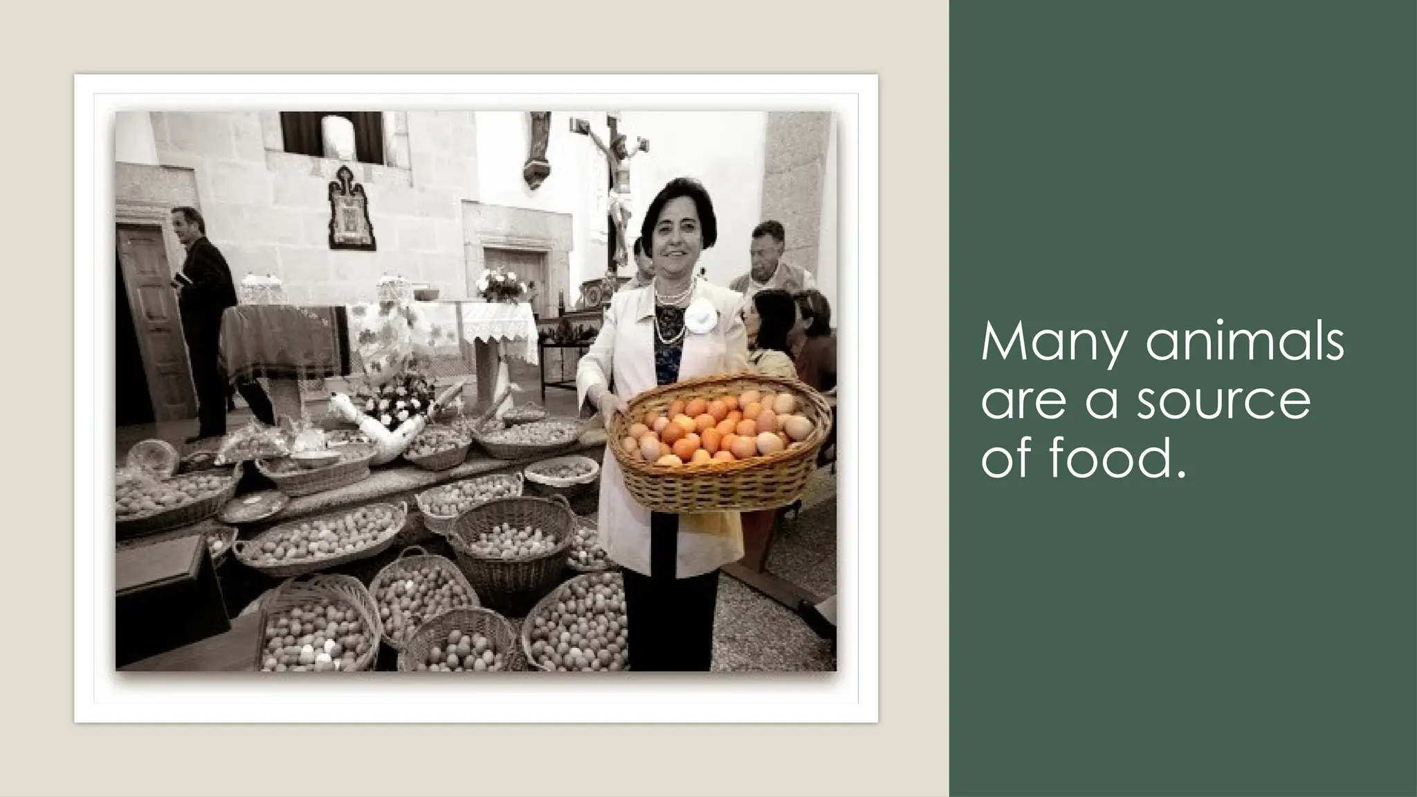 NS3 Unit 3 How do Animals help people.pptx