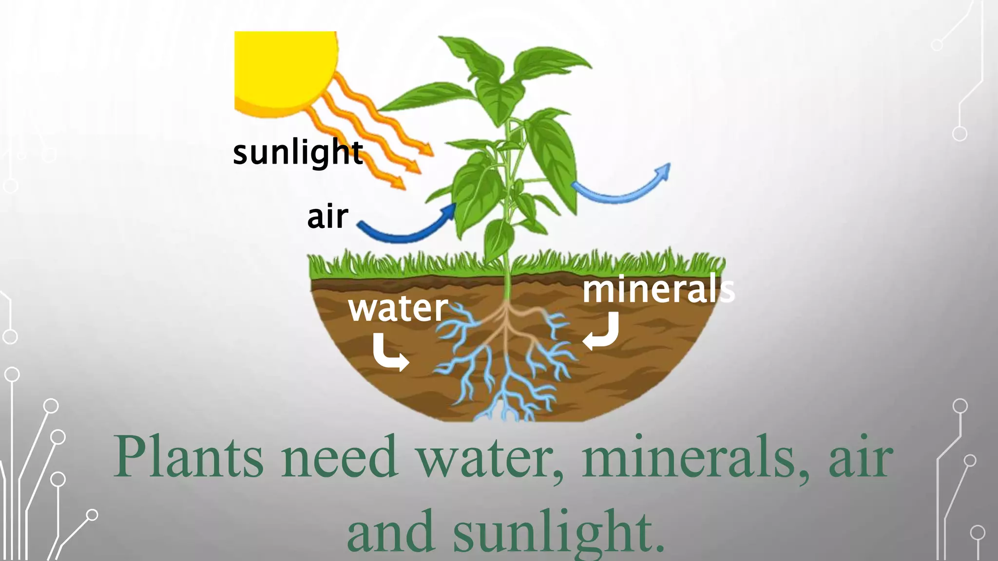 Ns 3 unit 3 characteristics of plants 21 22 | PPT