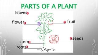 Ns 3 unit 3 parts of plants 20 21 | PPT