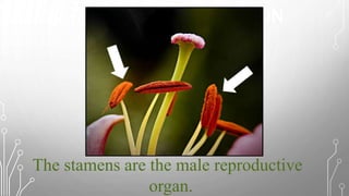 Ns 3 unit 3 reproduction of plants (pollination) slideshare 20 21 ...
