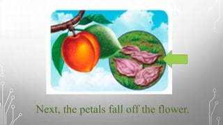 Ns 3 unit 3 reproduction of plants (pollination) slideshare 20 21 ...