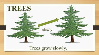 Ns 3 unit 3 types of plants 20 21 | PPT