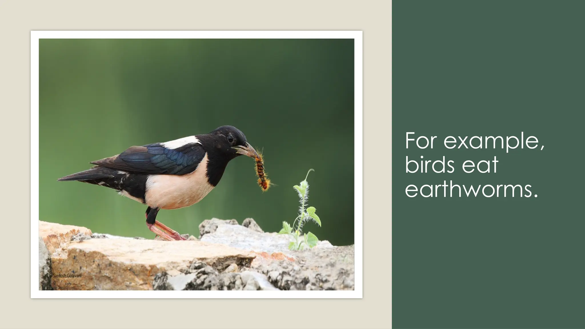 NS3 Unit 3 Why are animals important.pptx