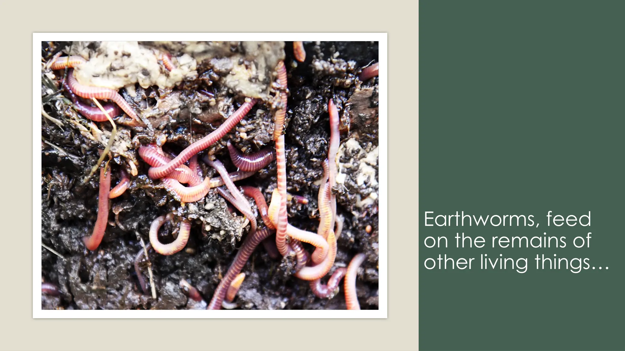 NS3 Unit 3 Why are animals important.pptx