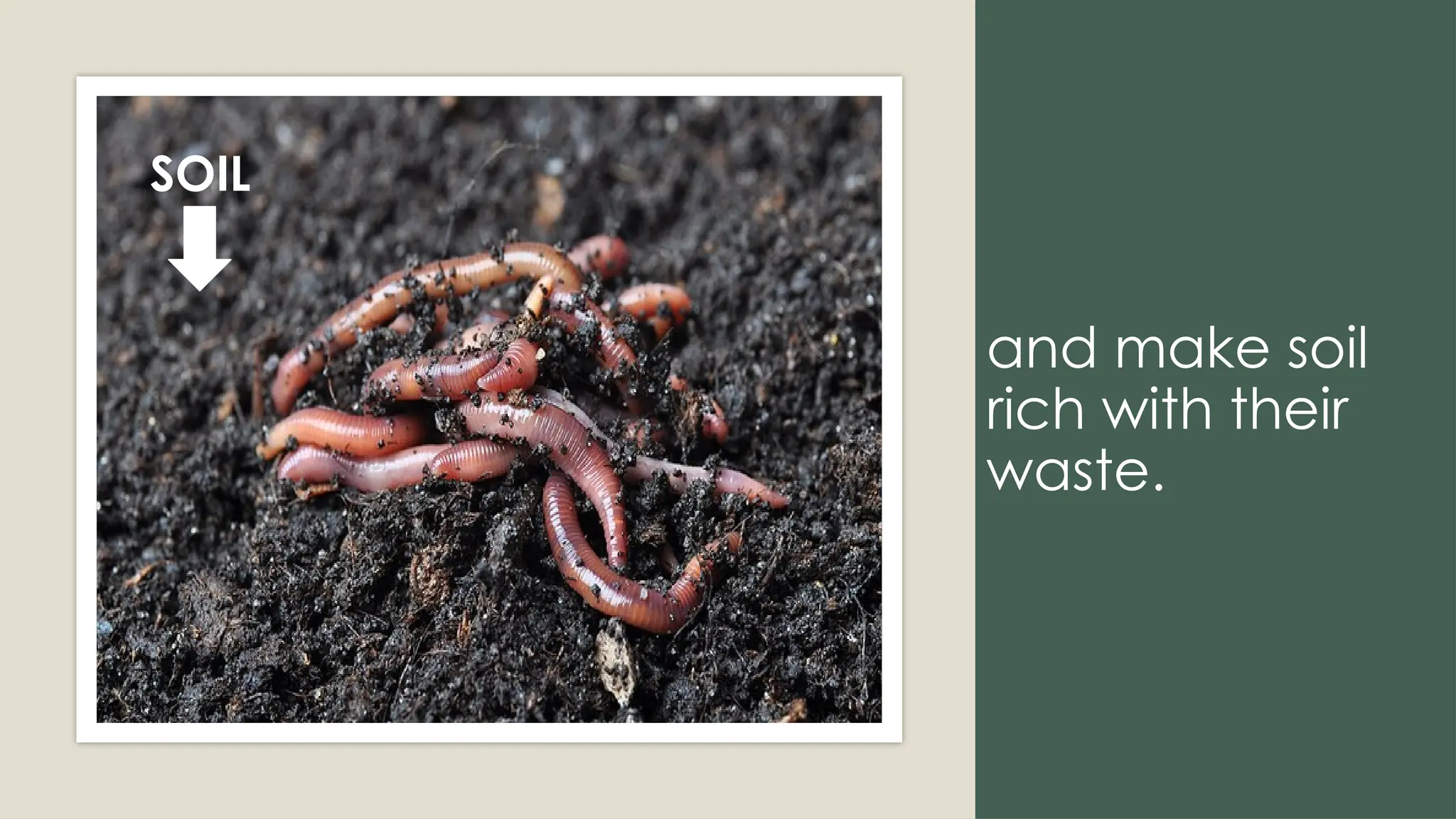 NS3 Unit 3 Why are animals important.pptx