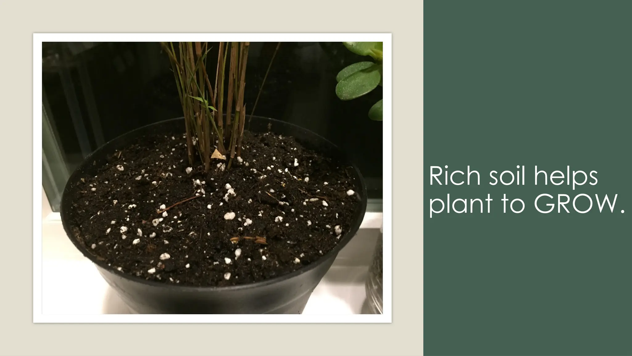 NS3 Unit 3 Why are animals important.pptx