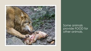 NS3 Unit 3 Why are animals important.pptx