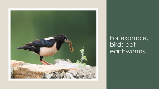 NS3 Unit 3 Why are animals important.pptx