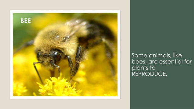 NS3 Unit 3 Why are animals important.pptx