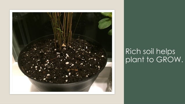 NS3 Unit 3 Why are animals important.pptx