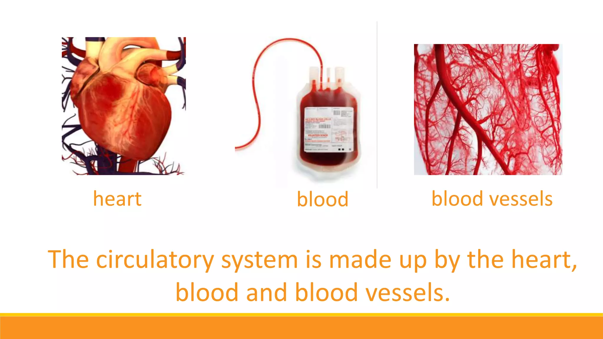 Ns3 unit 4 circulatory system | PPT
