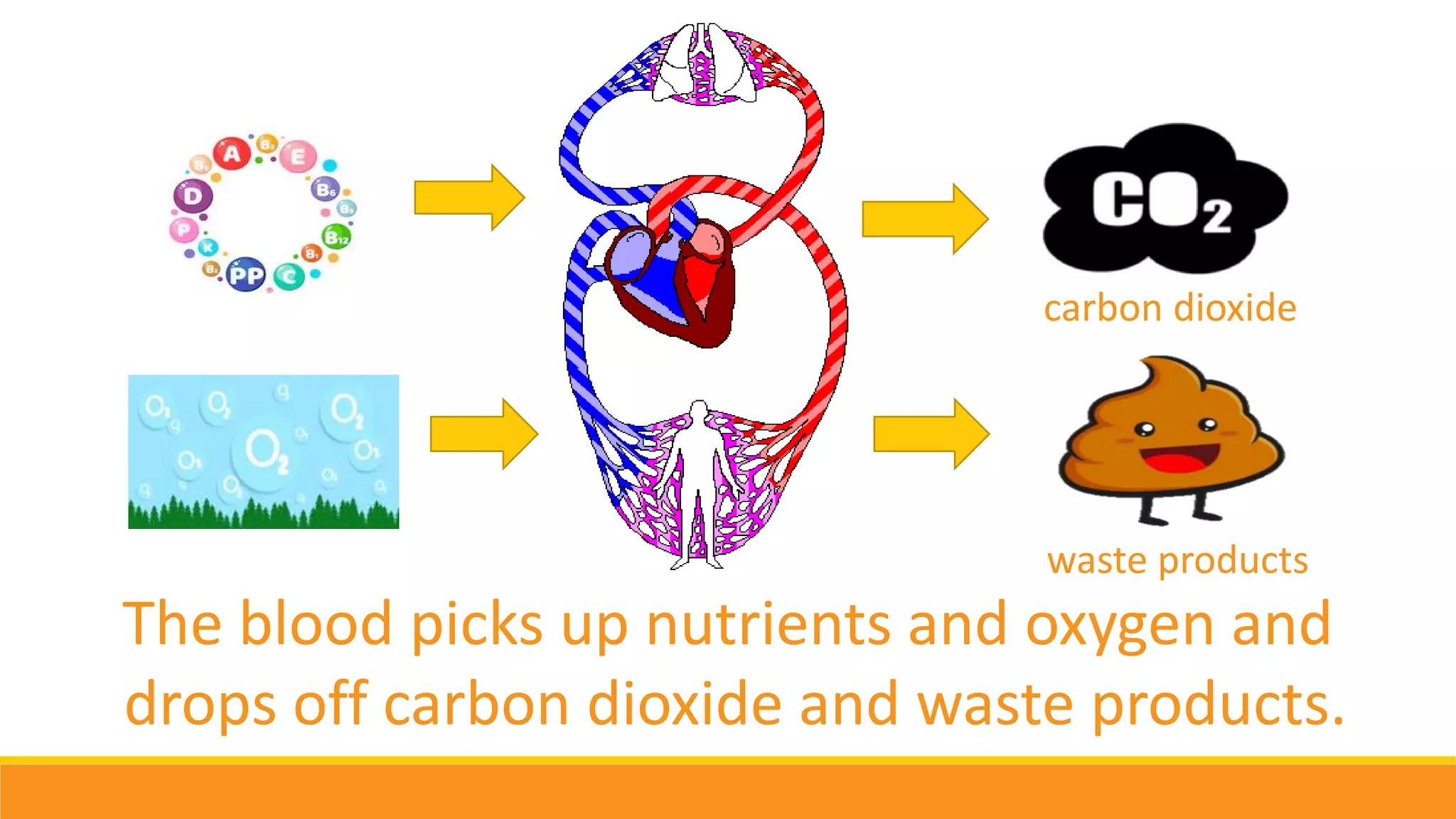 Ns3 unit 4 circulatory system | PPT