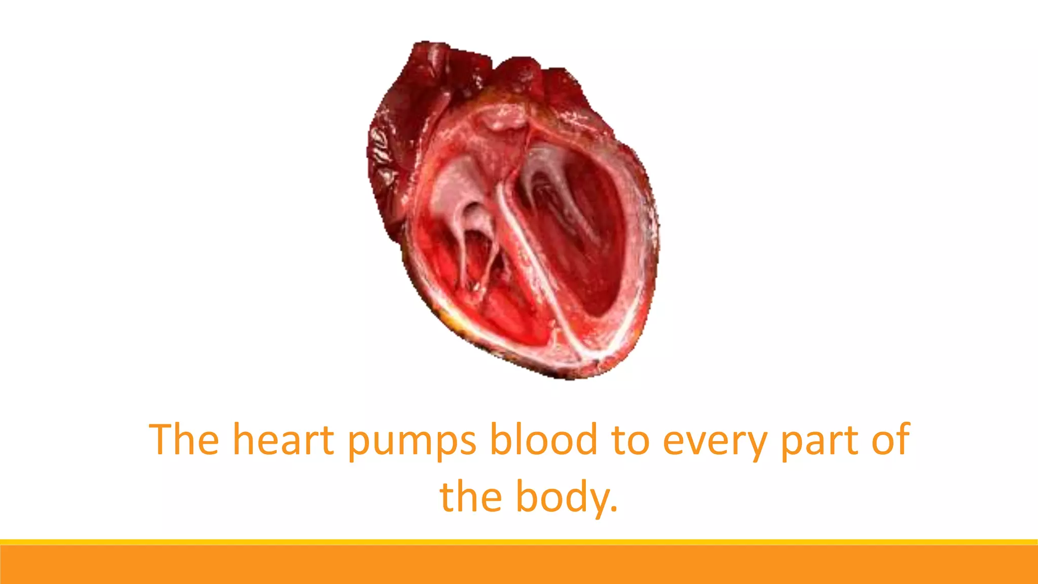 Ns3 unit 4 circulatory system | PPT