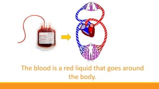 Ns3 unit 4 circulatory system | PPT