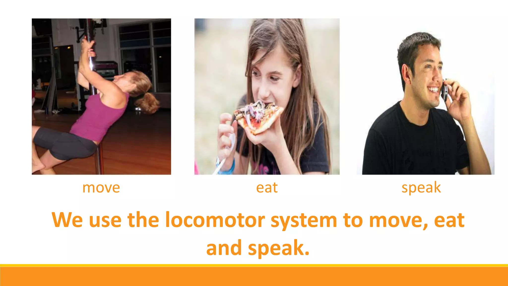 Ns3 unit 4 locomotor system | PPTX