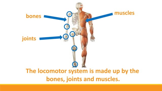 Ns3 unit 4 locomotor system | PPT