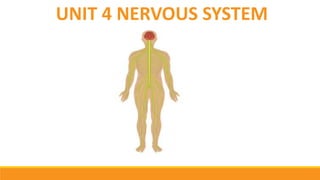 Ns3 unit 4 the nervous system | PPTX