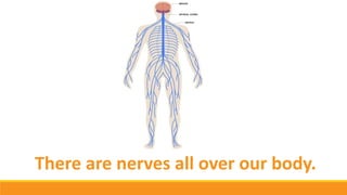 Ns3 unit 4 the nervous system | PPT