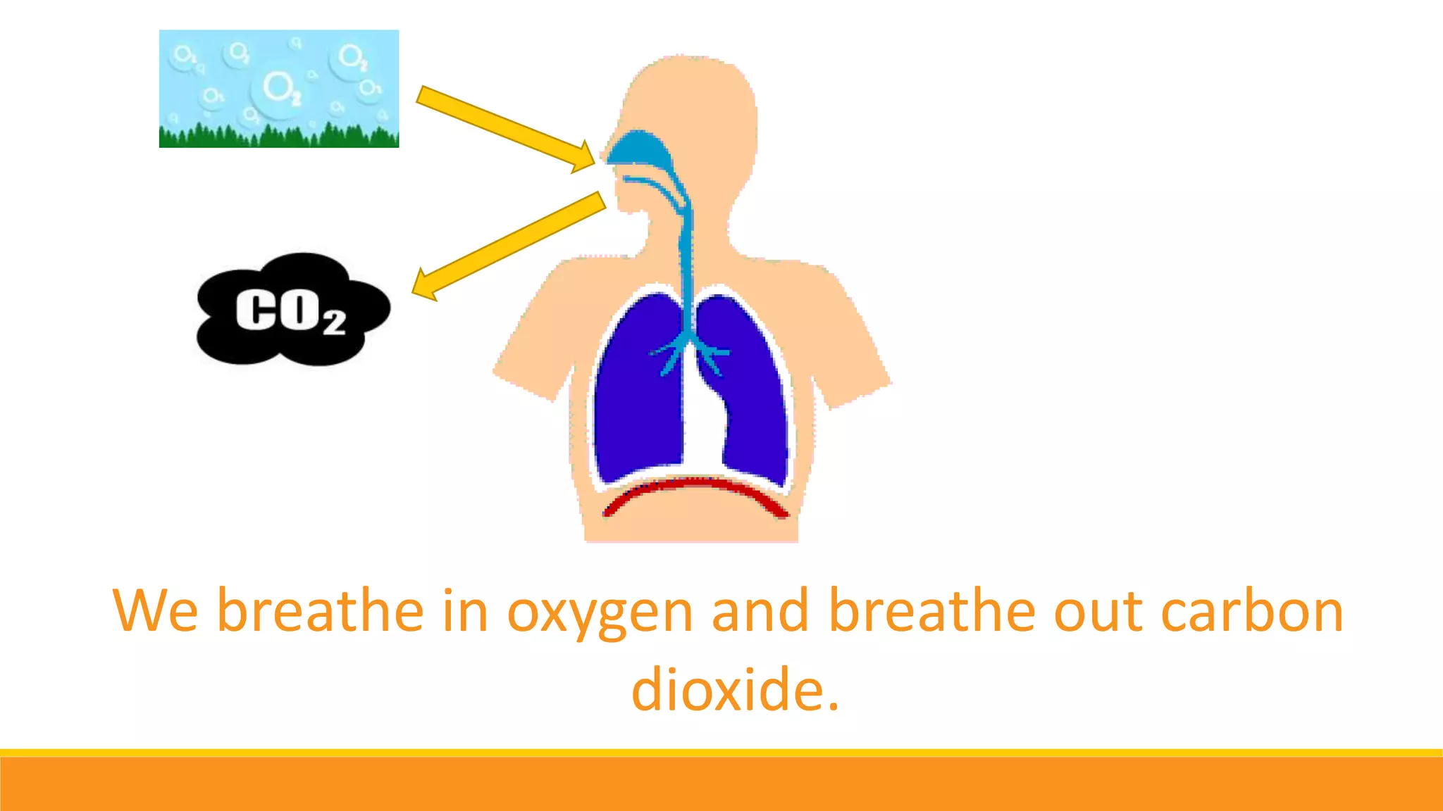 Ns3 unit 4 the respiratory system | PPTX