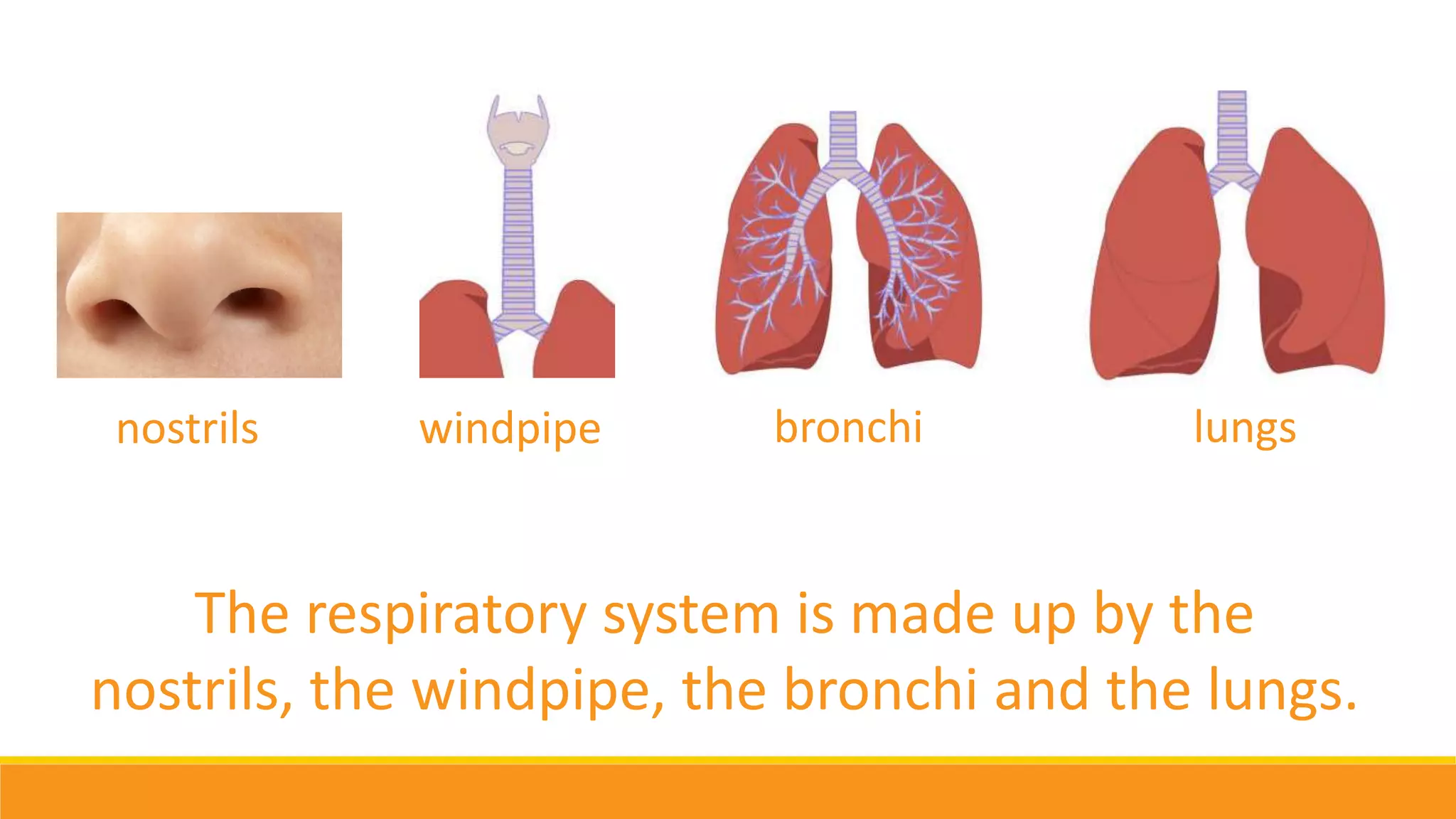 Ns3 unit 4 the respiratory system | PPTX