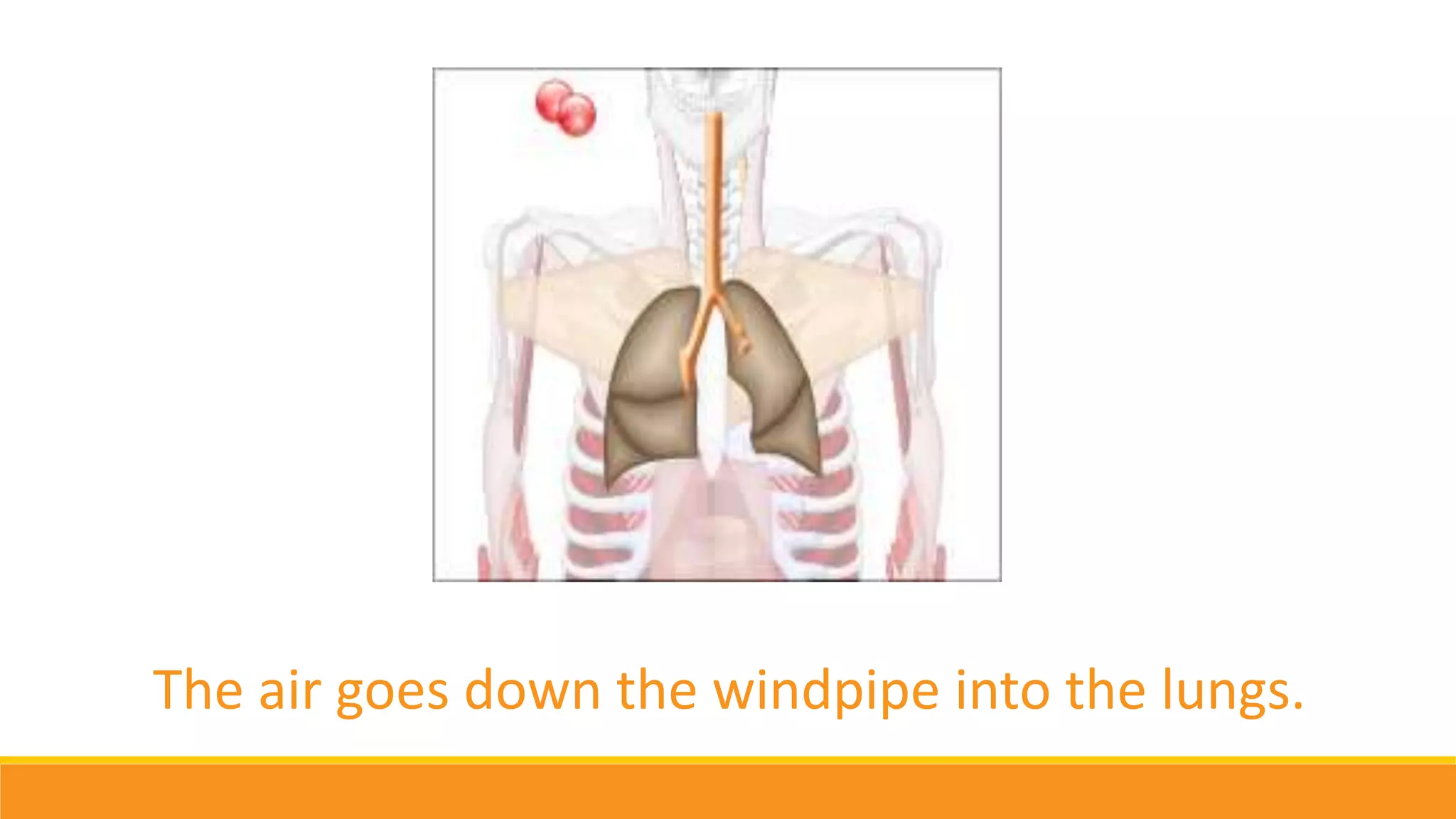 Ns3 unit 4 the respiratory system | PPTX