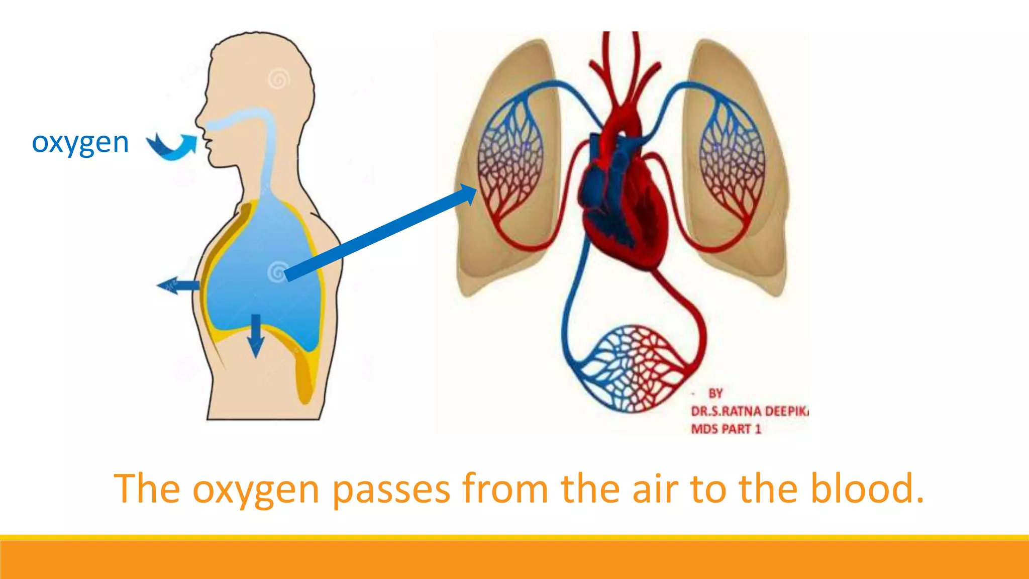 Ns3 unit 4 the respiratory system | PPTX
