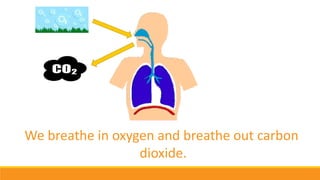 Ns3 unit 4 the respiratory system | PPTX