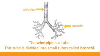 Ns3 unit 4 the respiratory system | PPTX