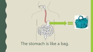 Ns 3 unit 5 the digestive system | PPT