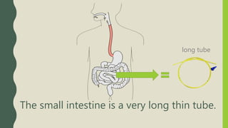 Ns 3 unit 5 the digestive system | PPT