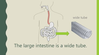 Ns 3 unit 5 the digestive system | PPTX