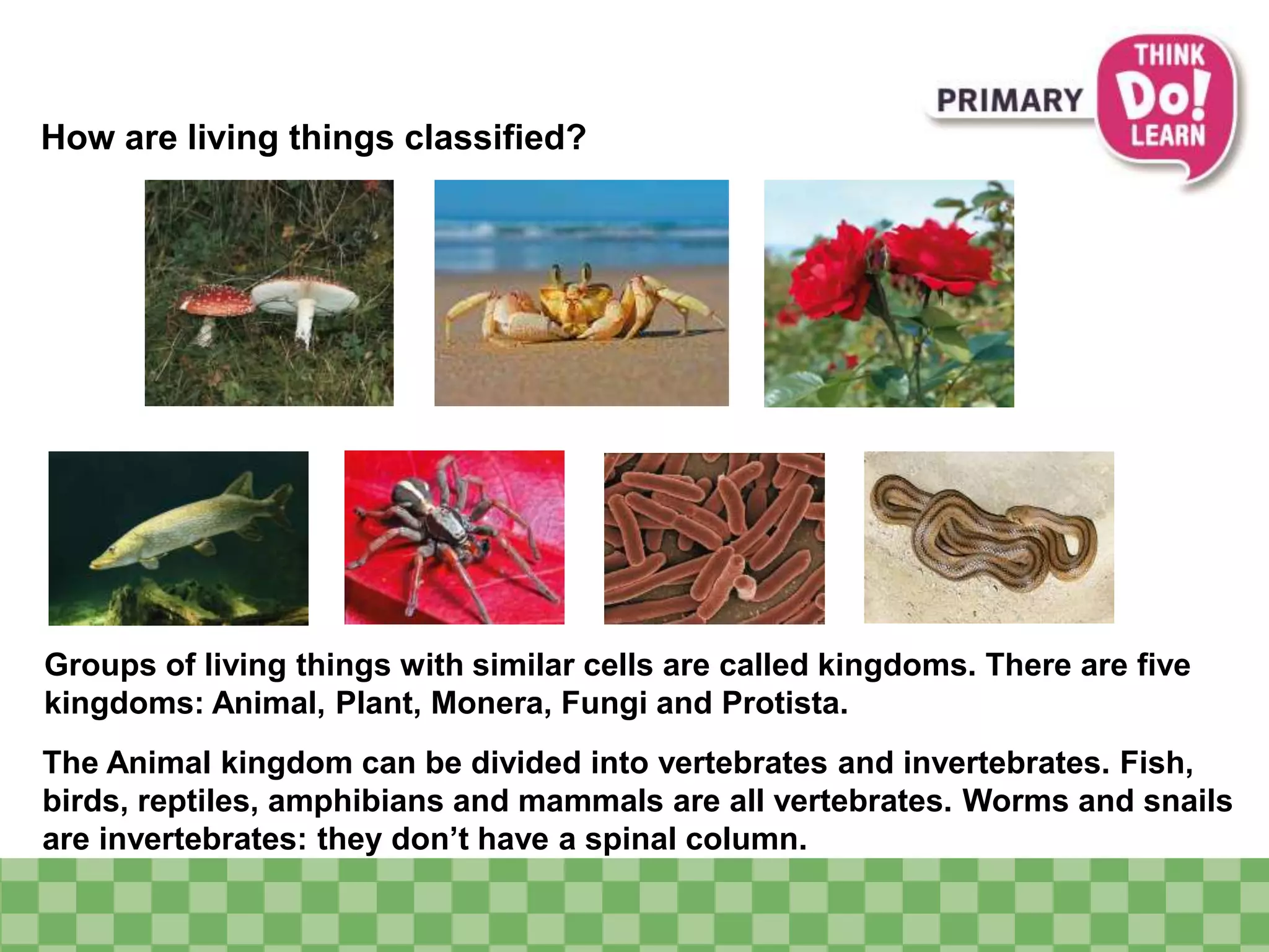 Unit 2 - The classification of living things | PPTX | Reptiles | Pets