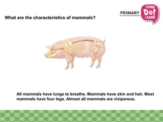 Unit 2 - The classification of living things | PPTX | Reptiles | Pets