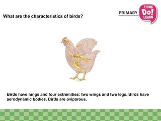 Unit 2 - The classification of living things | PPTX | Reptiles | Pets