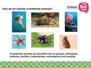 Unit 2 - The classification of living things | PPTX | Reptiles | Pets