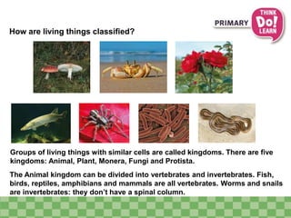 Classification Of Living Things Animals