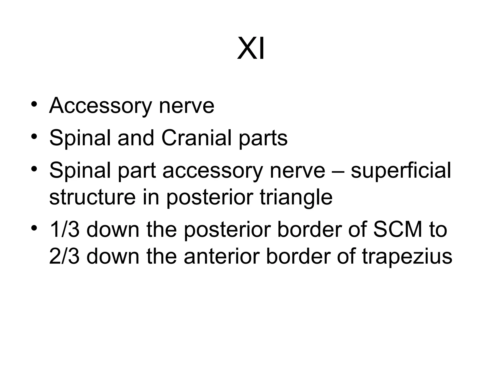 Ns6 Posterior Triangle Of Neck | PPT