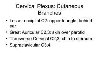 Ns6 Posterior Triangle Of Neck | PPT