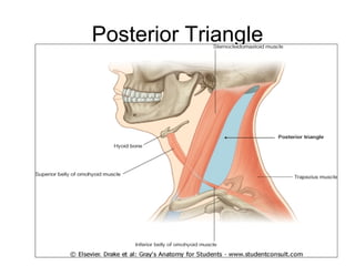 Ns6 Posterior Triangle Of Neck | PPT