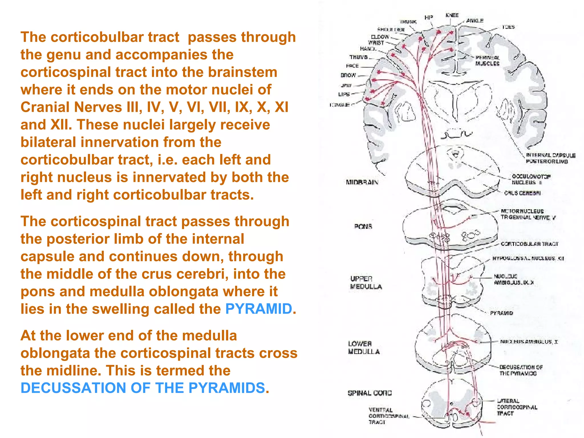Ns9. Motor Pathways. Compressed File | PPT