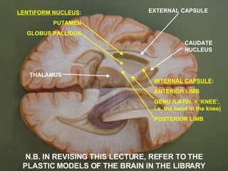 Ns9. Motor Pathways. Compressed File | PPT
