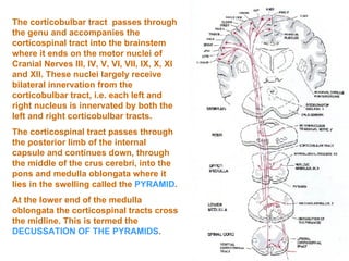 Ns9. Motor Pathways. Compressed File | PPT