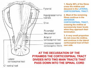 Ns9. Motor Pathways. Compressed File | PPT