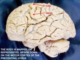 Ns9. Motor Pathways. Compressed File | PPT